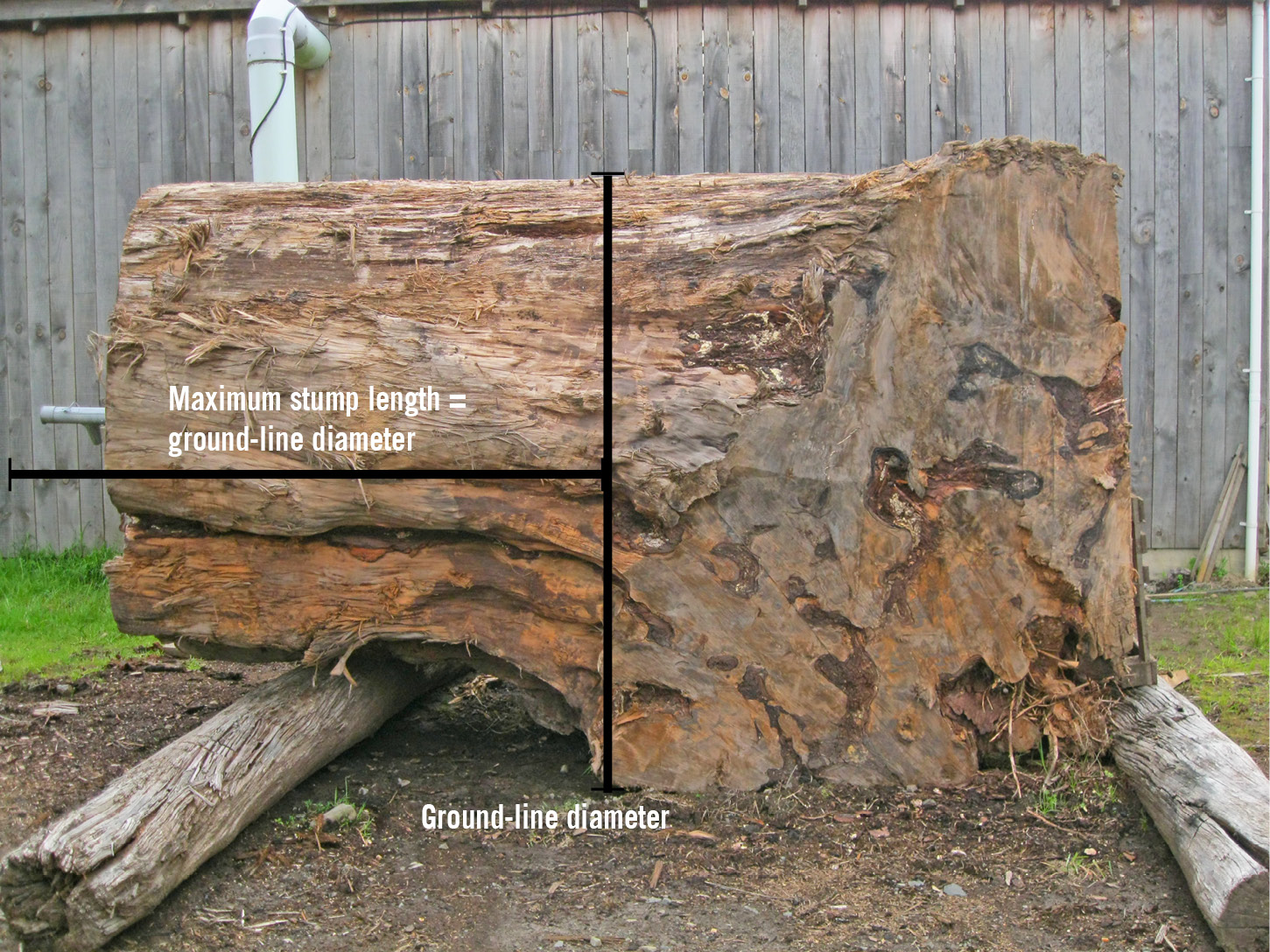 Swamp kauri | Forestry NZ | NZ Government